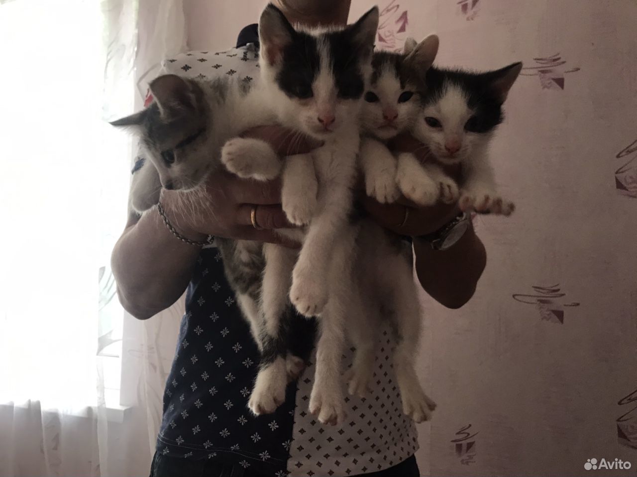 Кошка