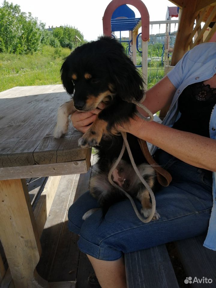 Ищет дом мелкая собачка Бэтти