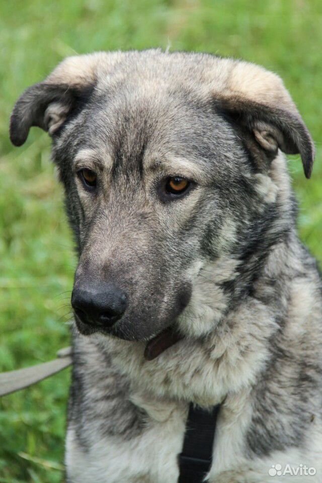 Буран. Красивый умный пёс. Бесплатно