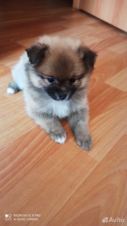 Щенки немецкого шпица