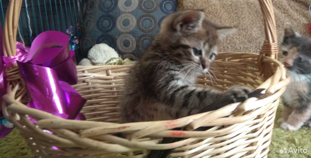 Котятки -лапушки-мамушкам и папушкам)