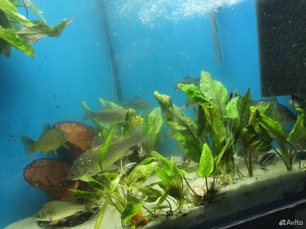 Аквариум угловой с тумбой полный фарш