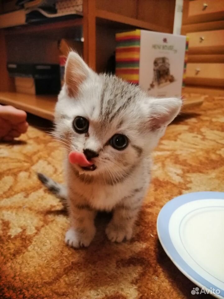 Продам шотландских котят