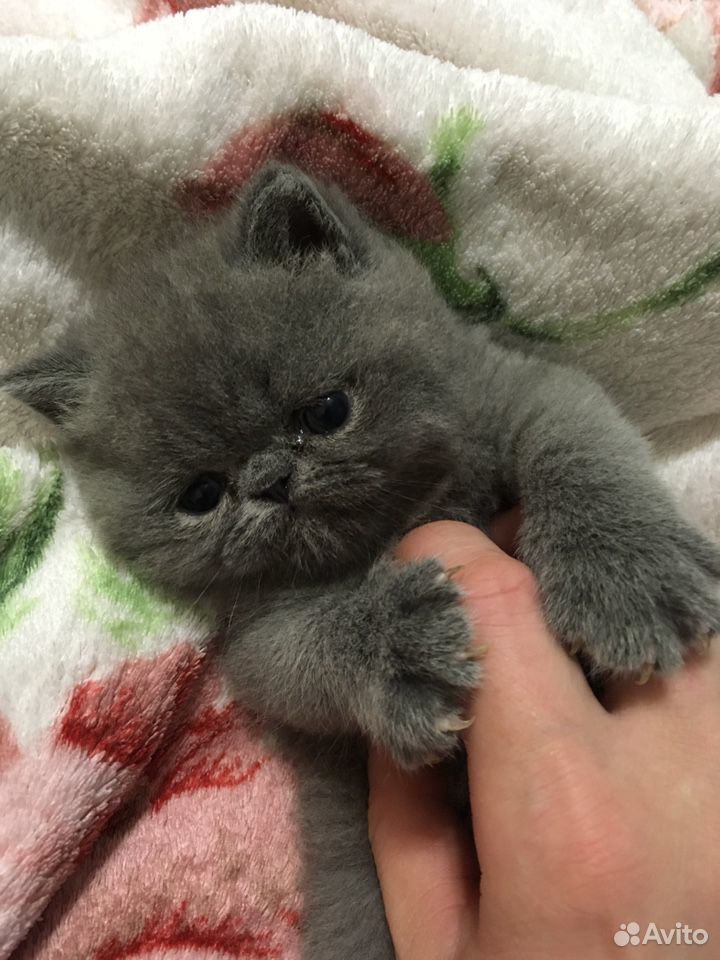 Экзотик