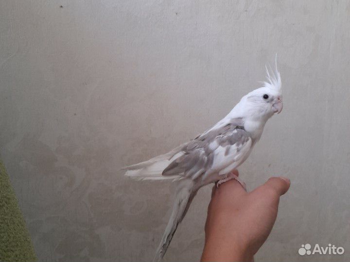 Попугай Корелла