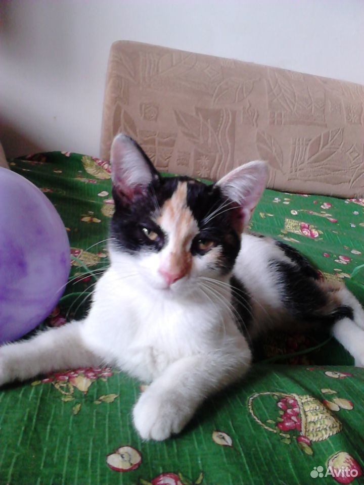 Котята