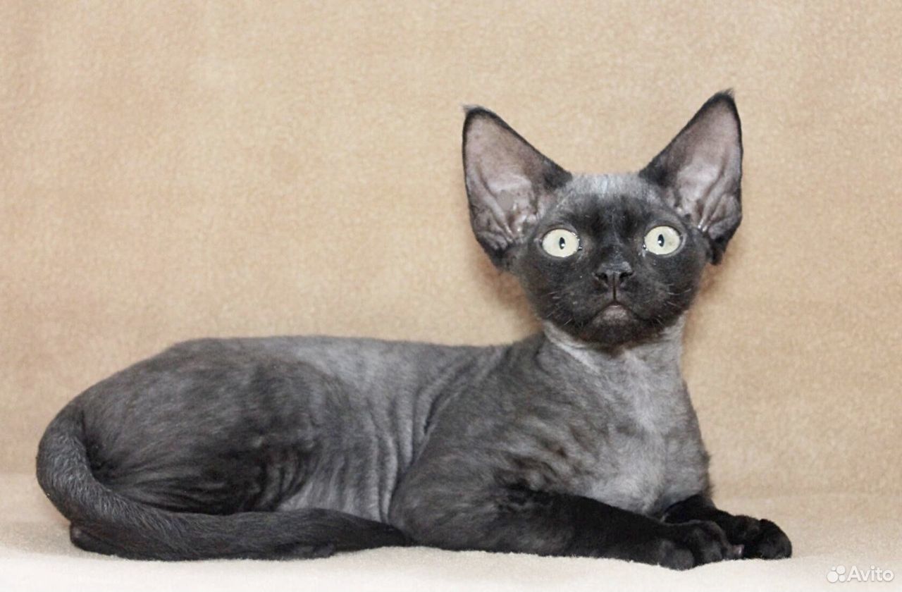 Черная пантера