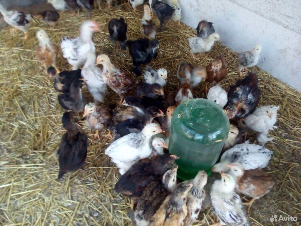 Домашние цыплята