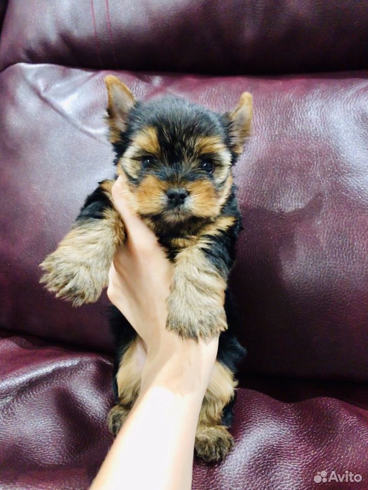 Йоркширский терьер мини девочка