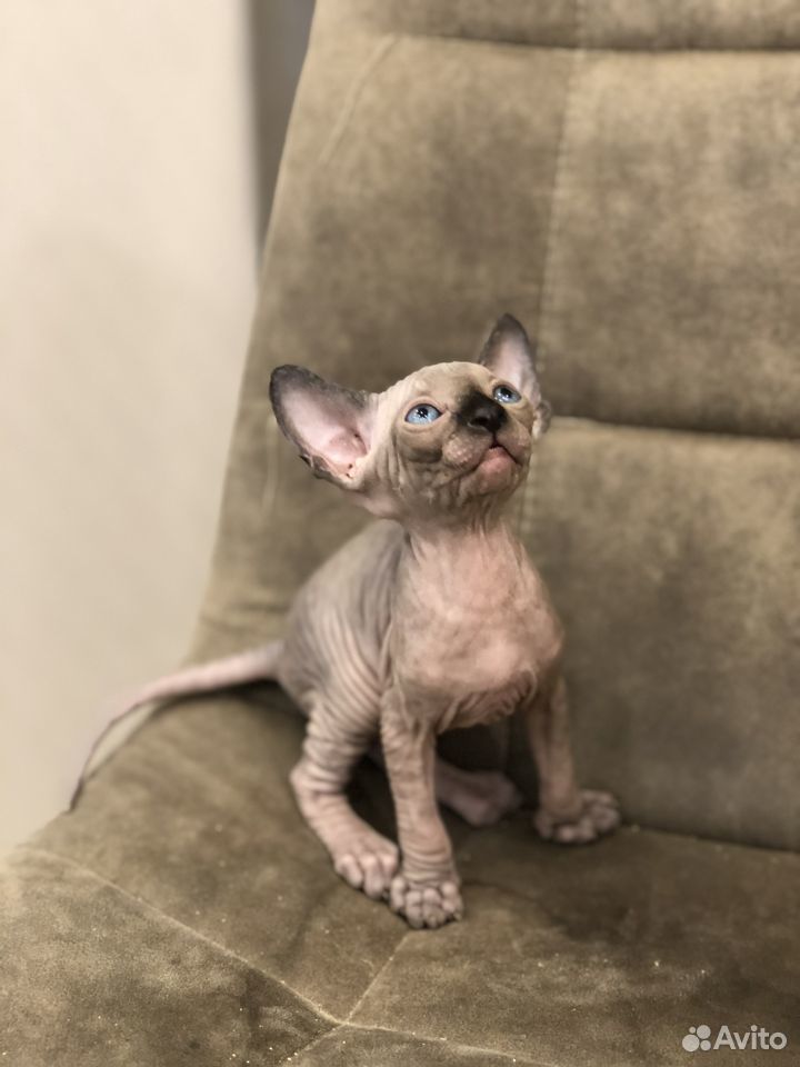 Канадский сфинкс