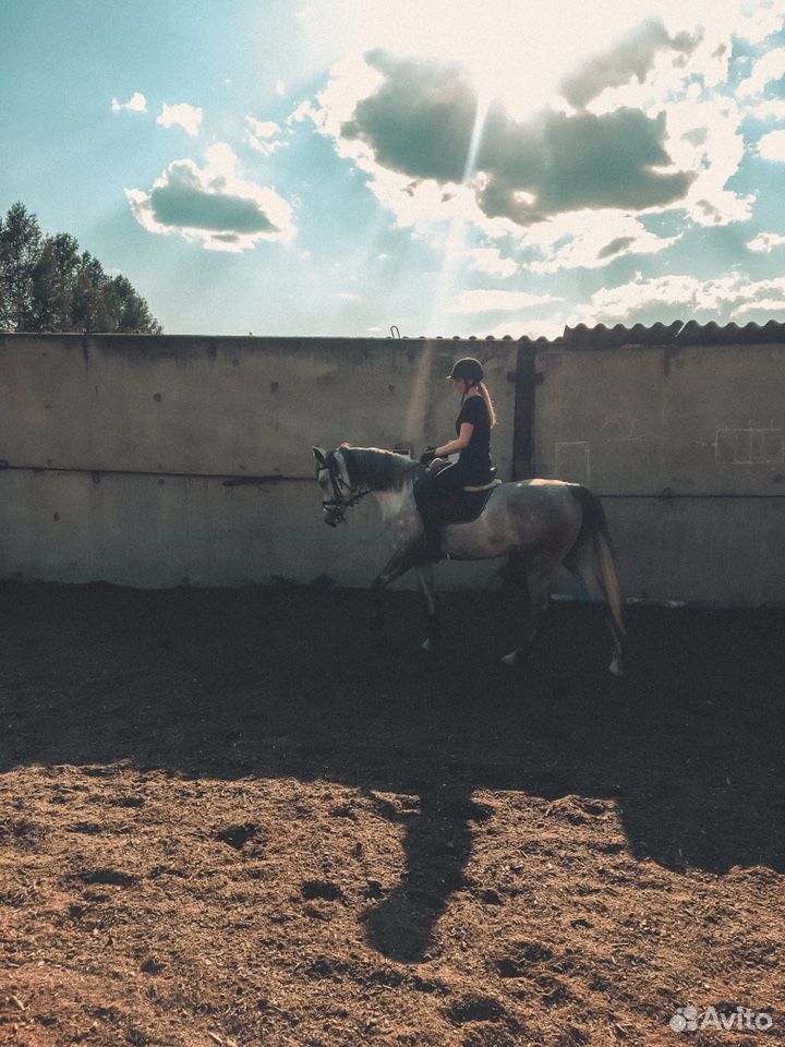 Лошадь в аренду