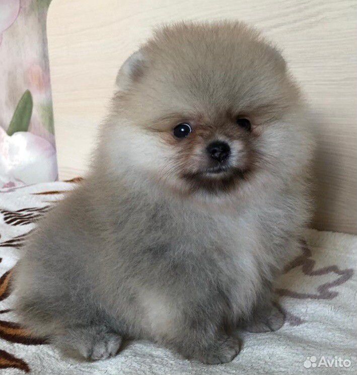 Красавчик пом
