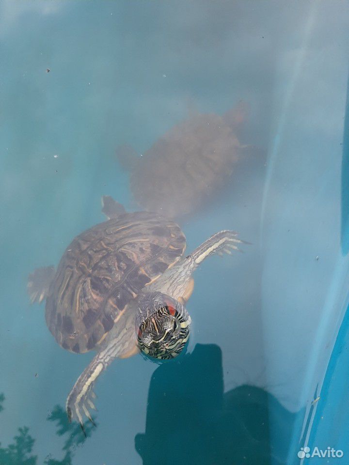 Черепахи красноухие морские
