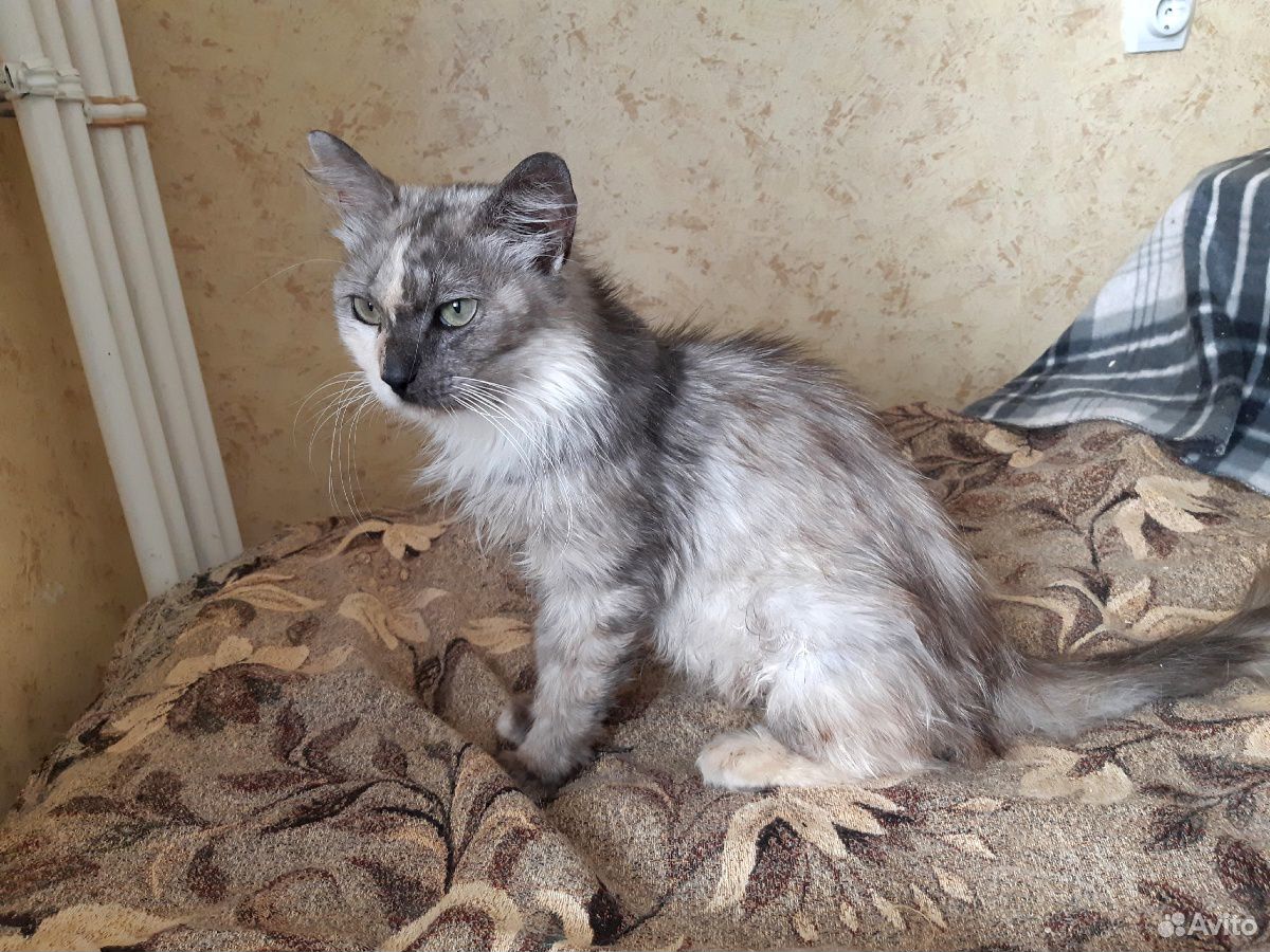 Кошка