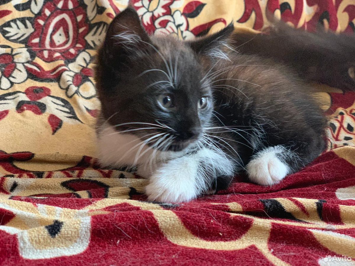 Котёнок
