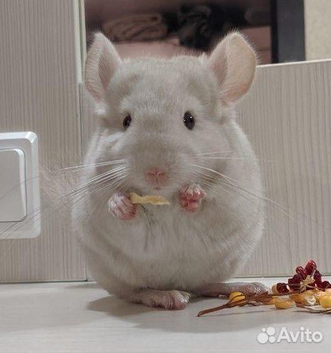 Шиншилла из домашнего питомника