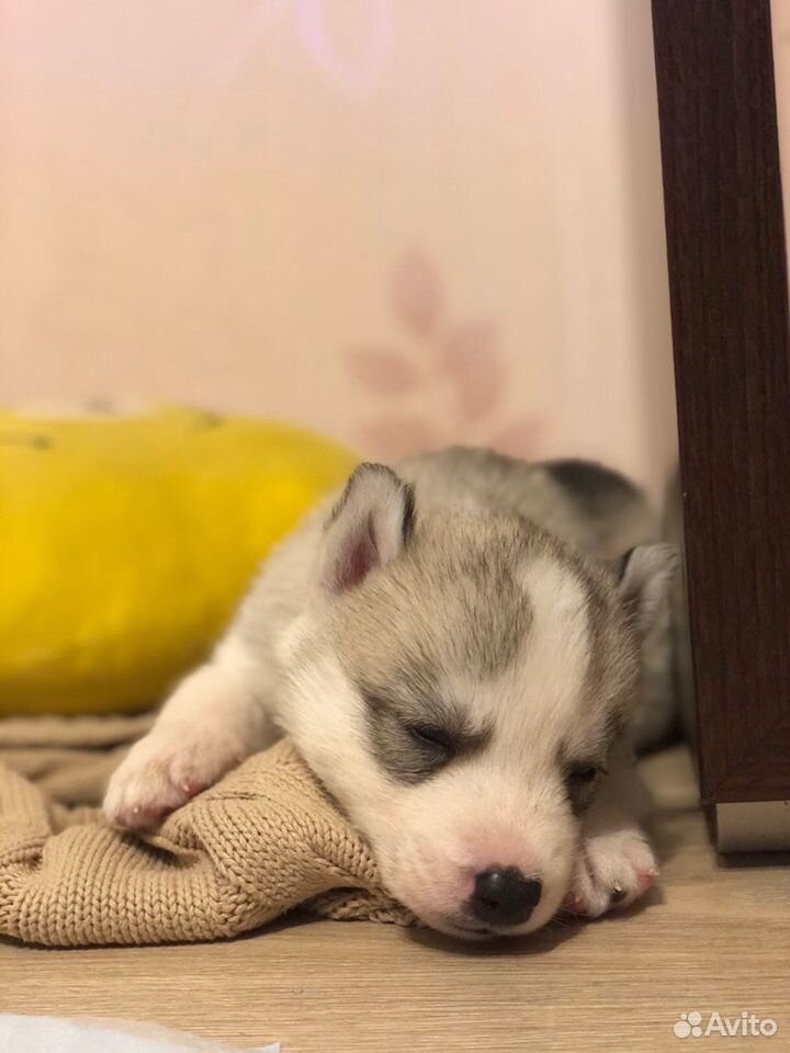 Хаски, мальчик