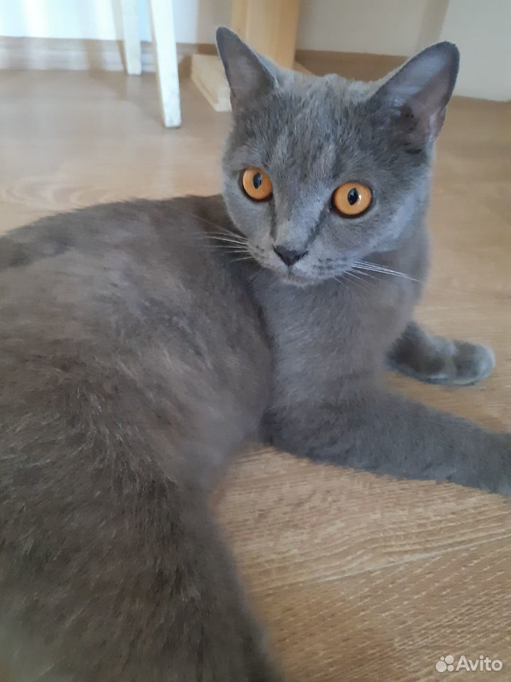 Кошка фенотип Британской