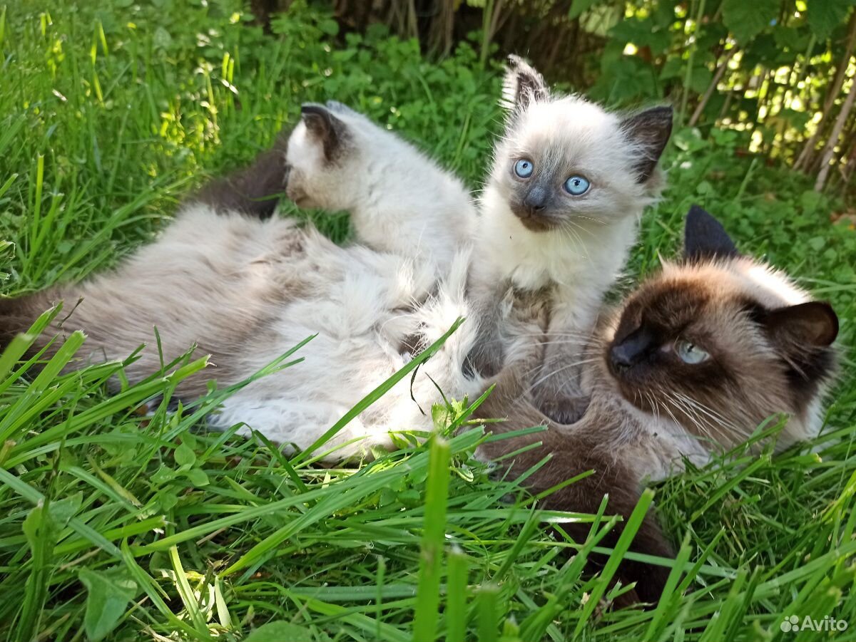 Тайские котята