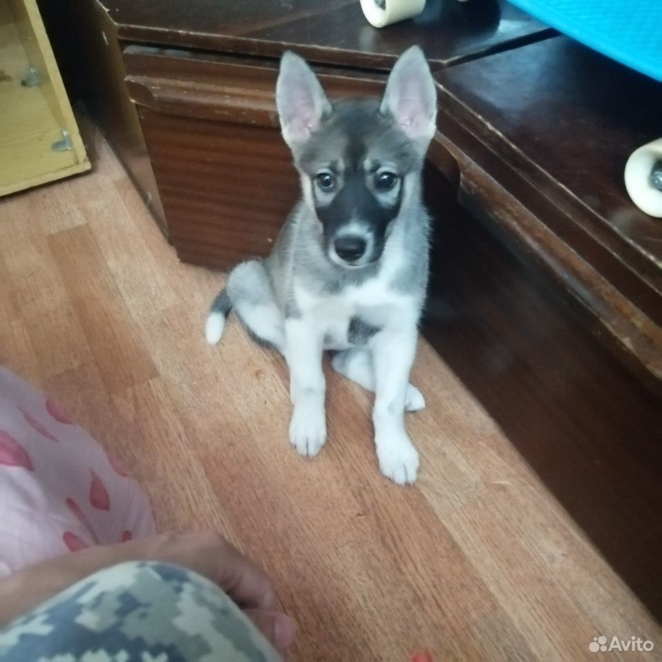 Хаски с овчаркой