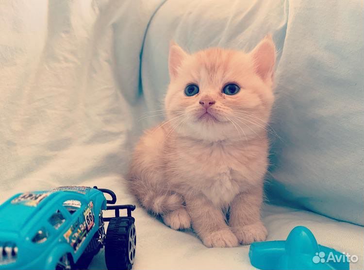 Шатланская