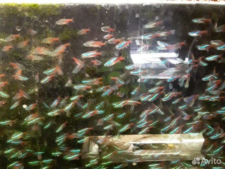 Рыба голубой неон