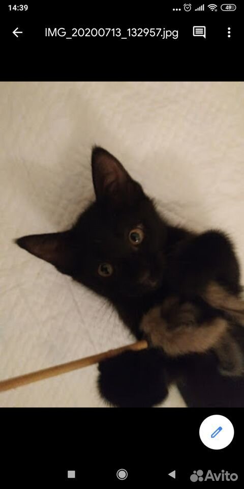 3 самые милые кошечки маленькие ищут свой дом