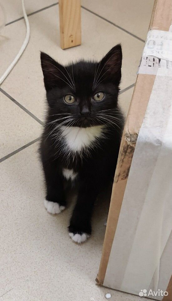 Чёрные котята 1 месяц