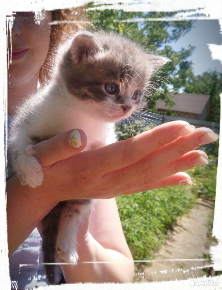 Котёнок (мальчик)