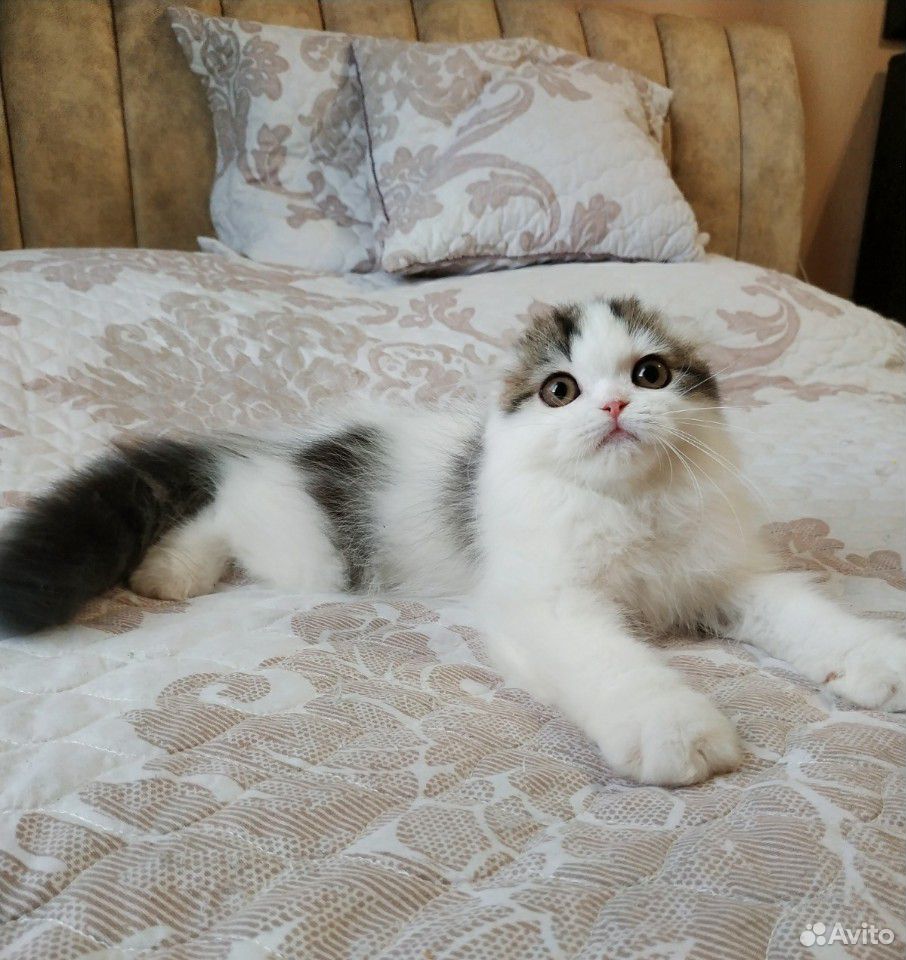 Шотландские котята Доставка