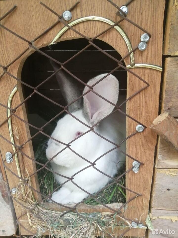 Кролики 1 год