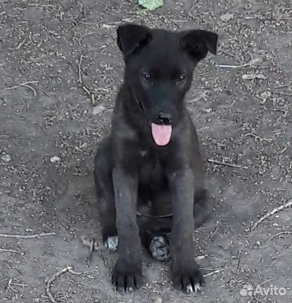 Симпатичный щенок