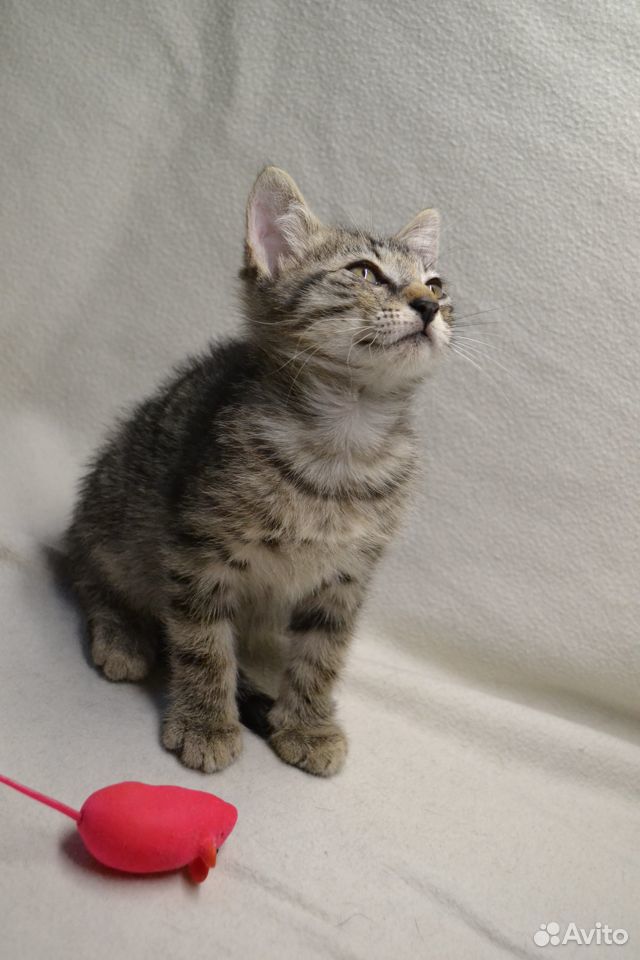 Эрик ищет дом