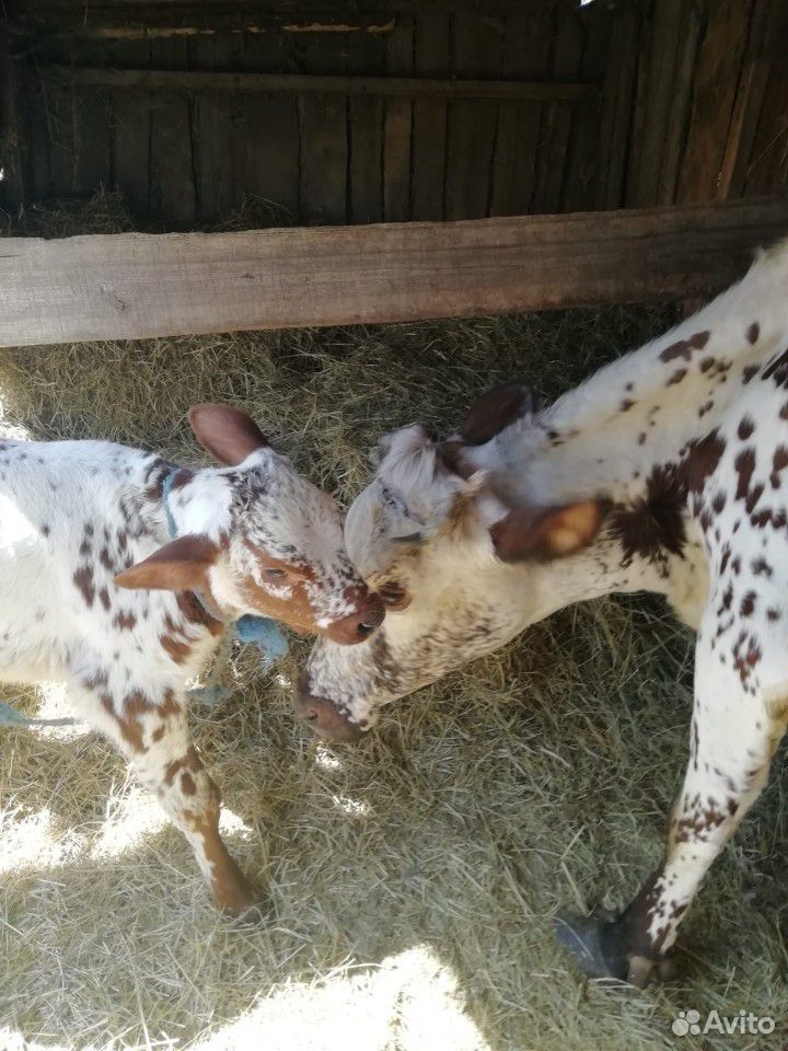 Продается корова