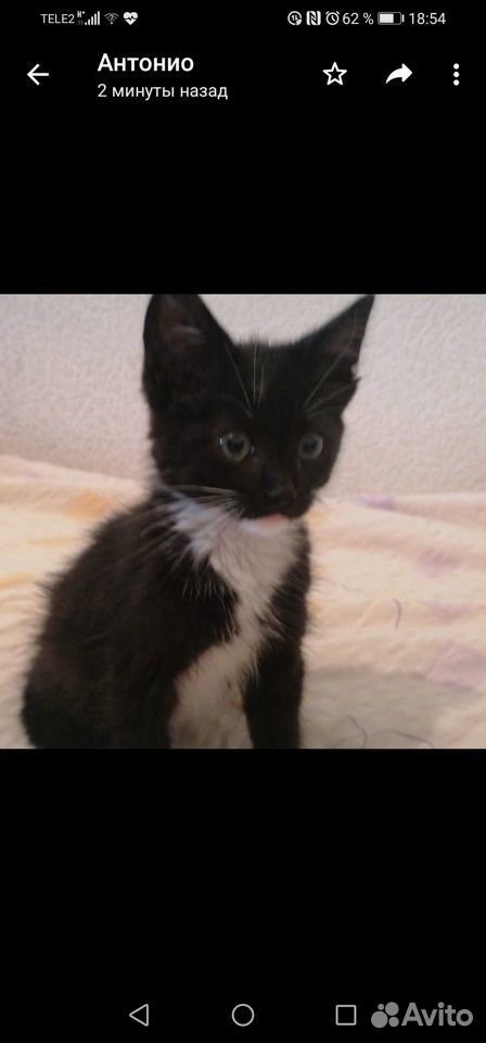 Ласковый котёнок ищет дом