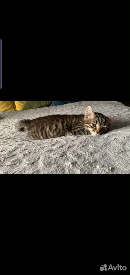 Кошка Джесси