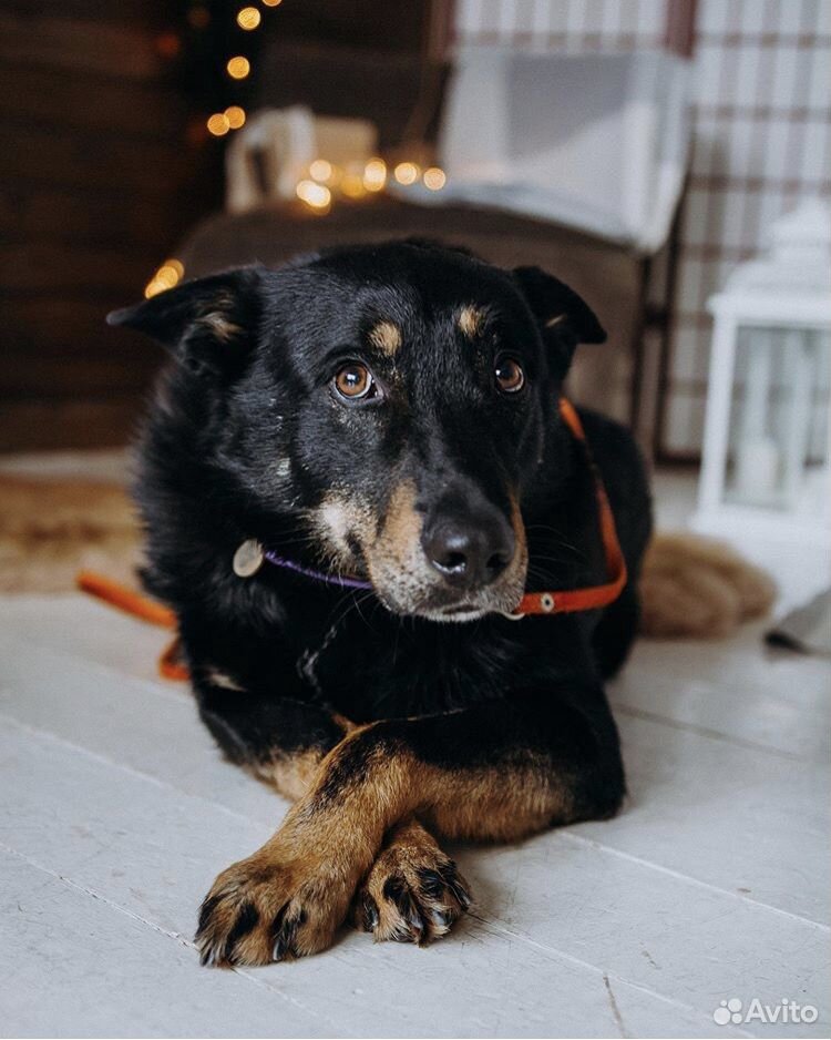 Идеальный Шон ищет дом