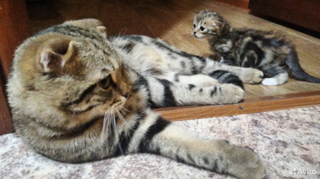 Котенок шотландский, вислоухий(мрамор на золоте)