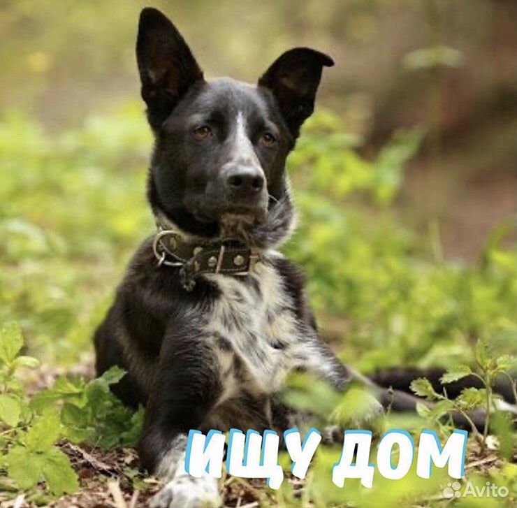 Молодой пёс Патрик - добряк и интеллигент