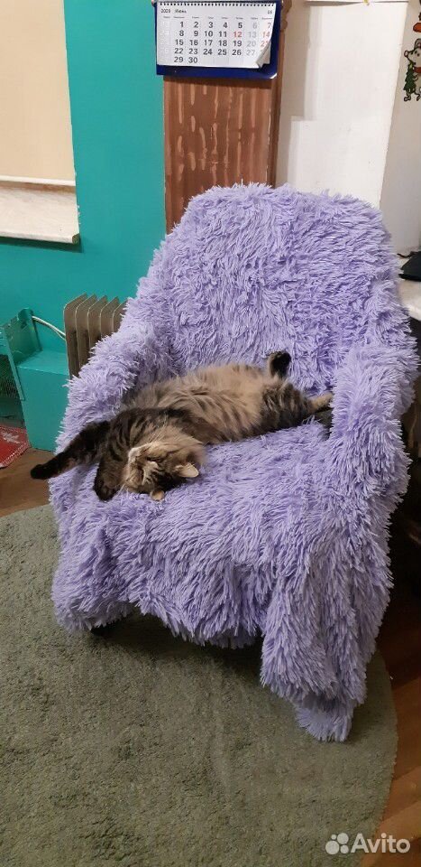 Кошка по имени Сова