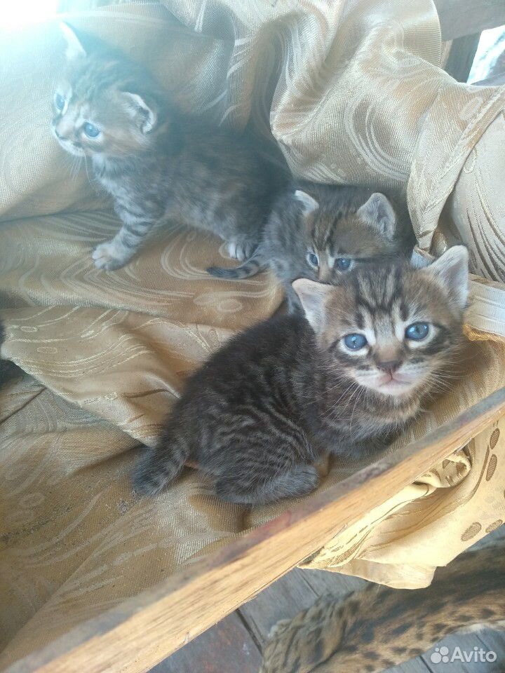 Котятки от бенгальской мамы
