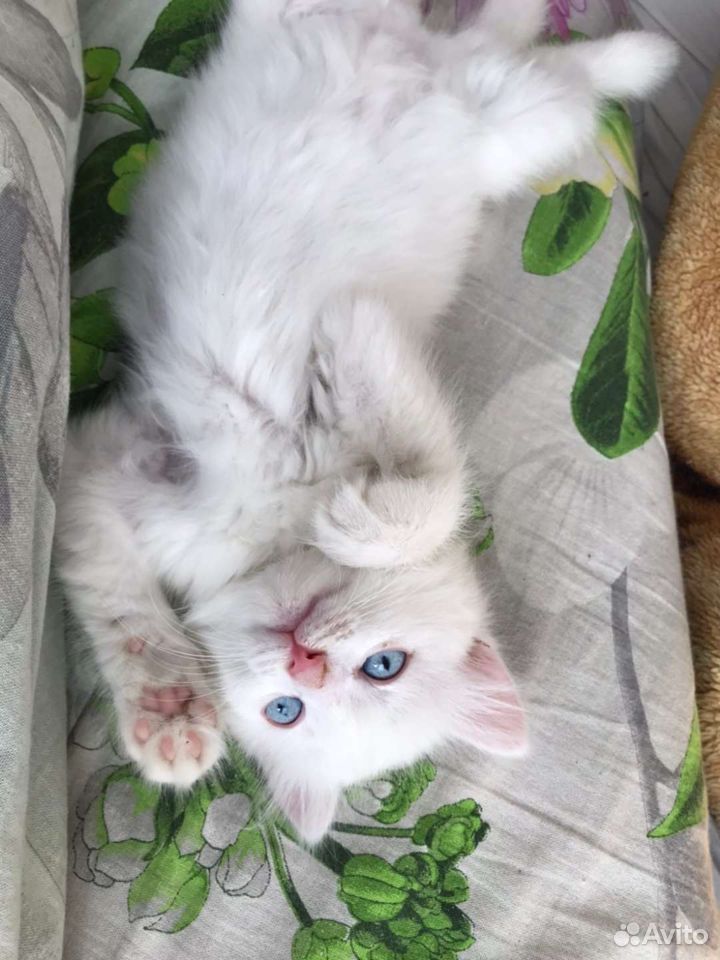 Турецкая ангора