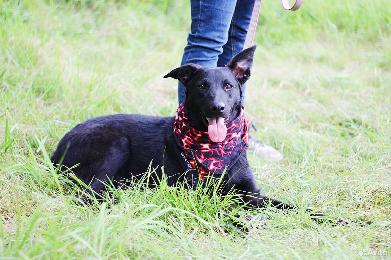 Умный щенок Марк в добры руки