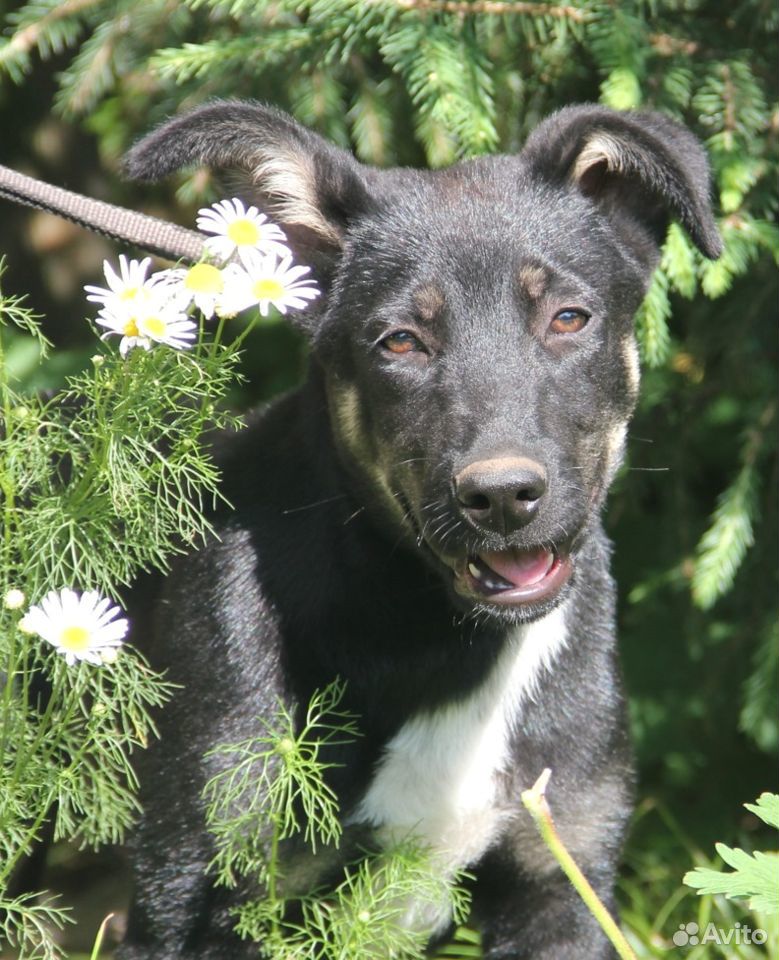 Щенок (мальчик. 3,5 месяца) в дар