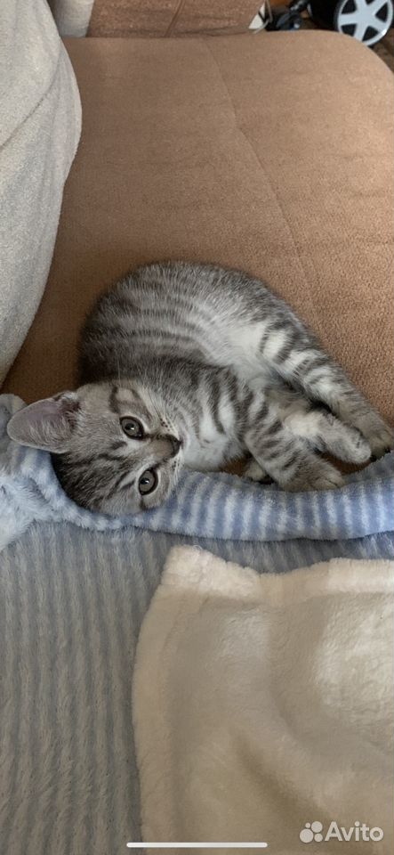 Котёнок 2 мес
