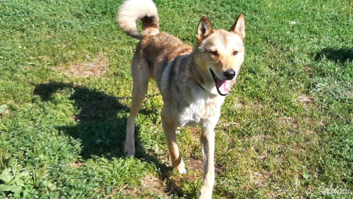 Гарик, метис лайки в добрые руки