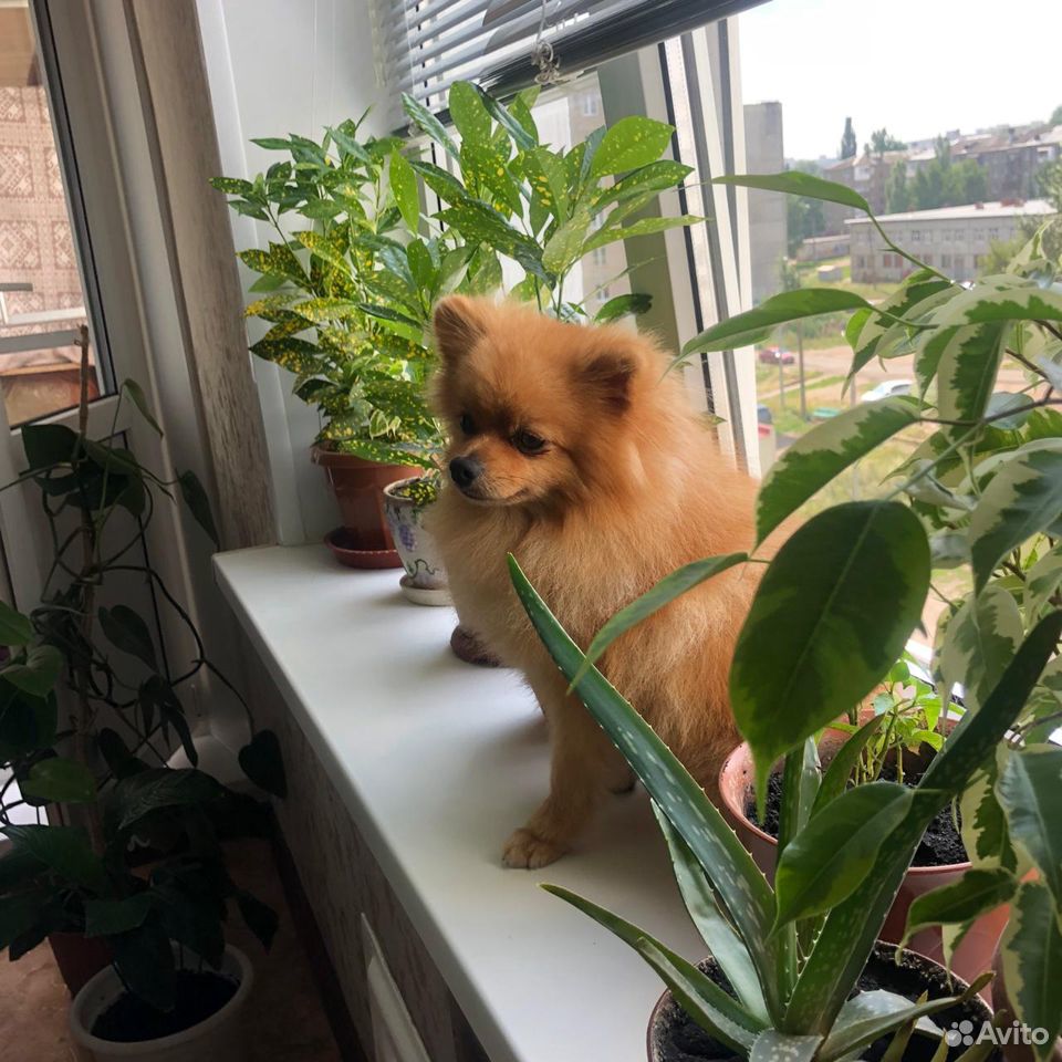 Шпиц Немецкий(Вязка)