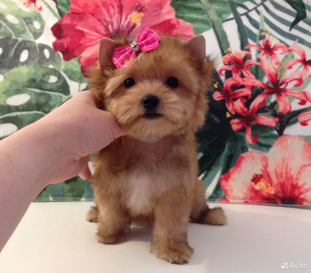 Мини девочка йорка золотая