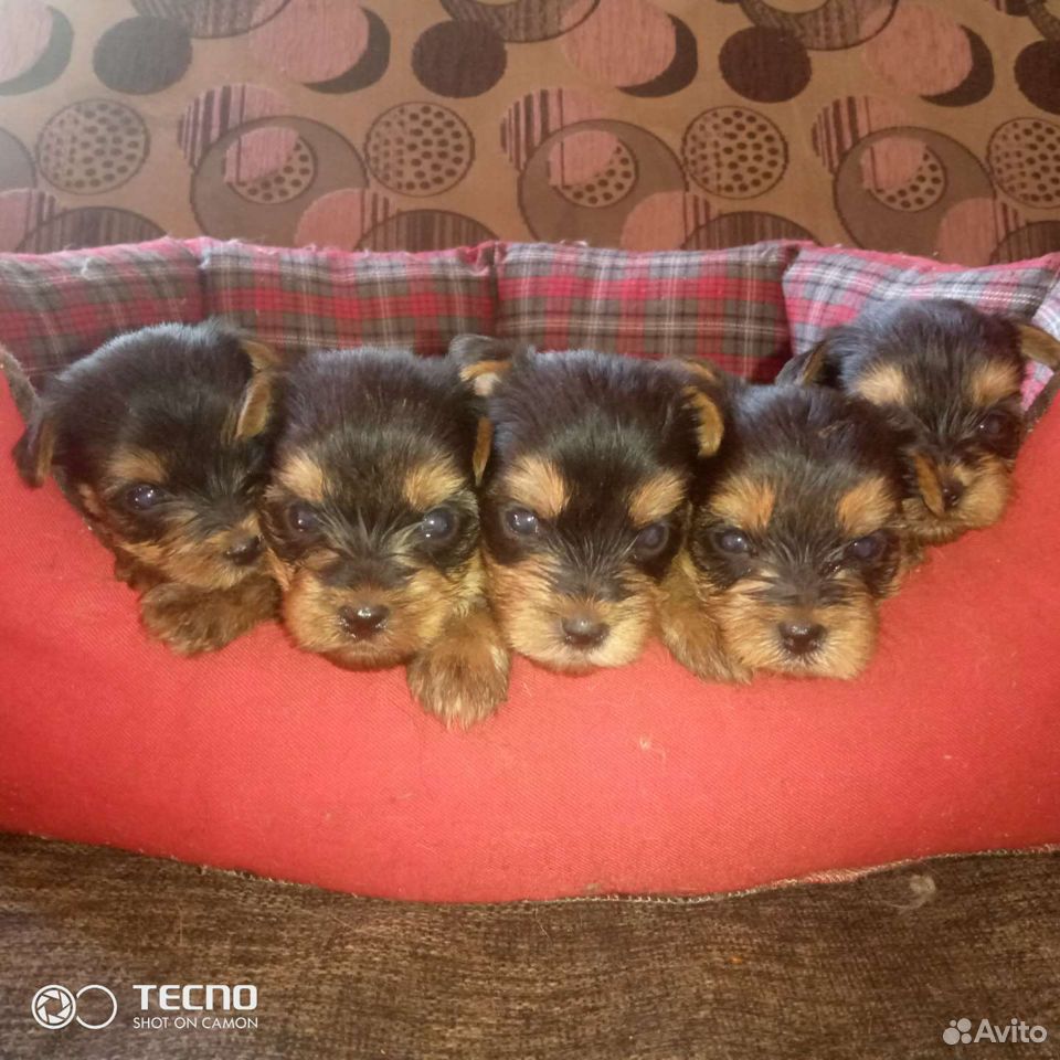Йоркширский терьер щеночки