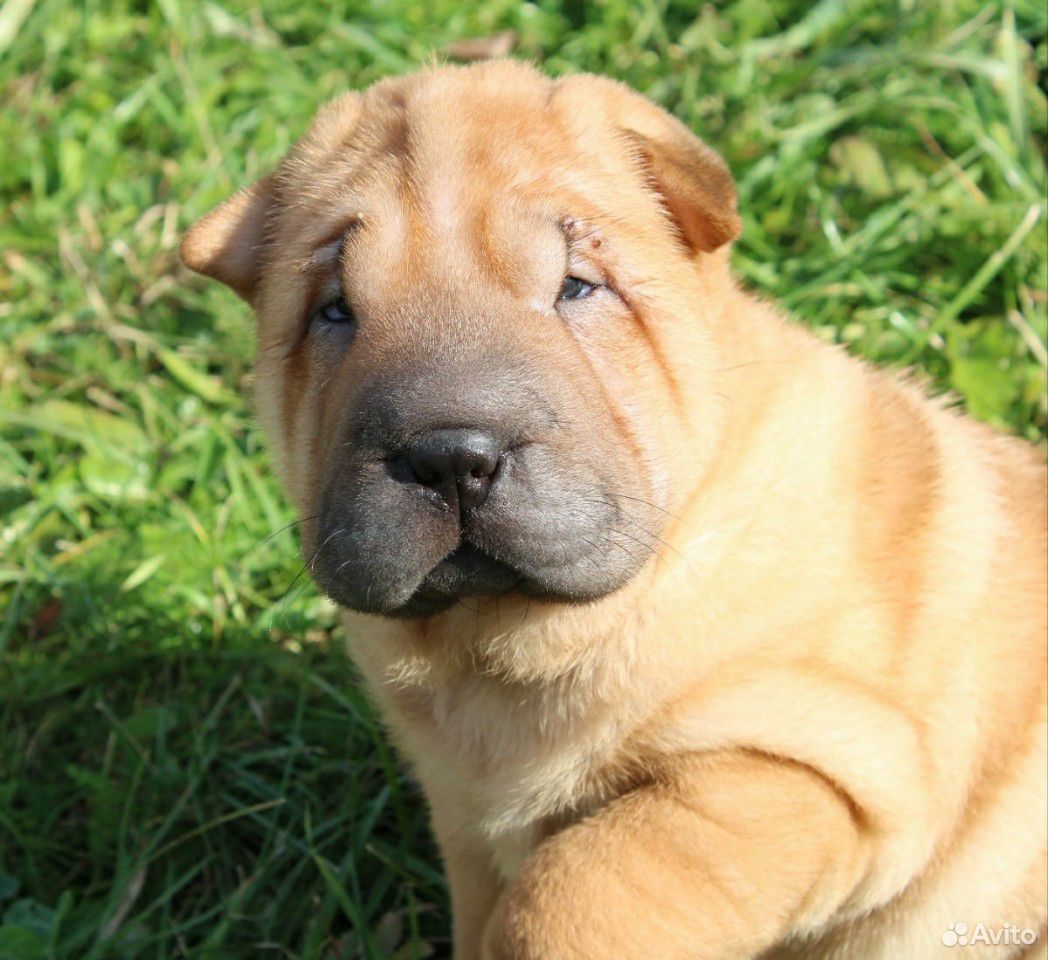 Ребята-шарпеята